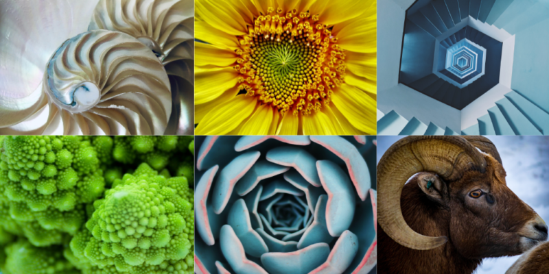 La spirale di Fibonacci: dove si trova la sezione aurea in natura (e in ...